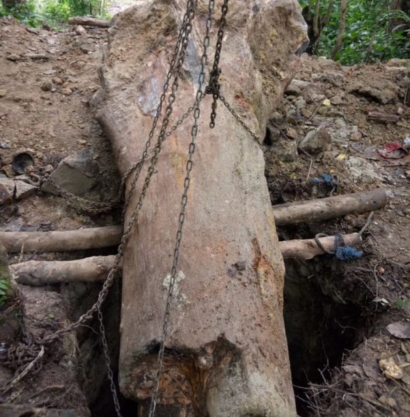 The Fascinating Science of Petrified Wood - Karya Bersama